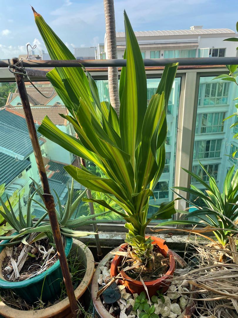 Dracaena Massangeana (Mass Cane), Furniture & Home Living, Gardening ...