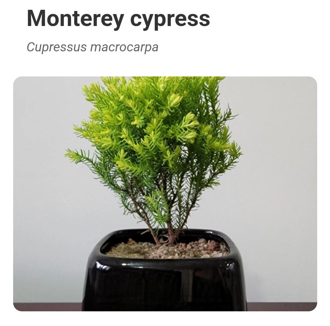 Mini Cupressus Cypress 5-5, Furniture & Home Living, Gardening, Plants & Seeds on Carousell
