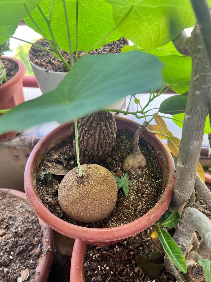 Stephania nova 3 different types in a pot, Furniture & Home Living ...