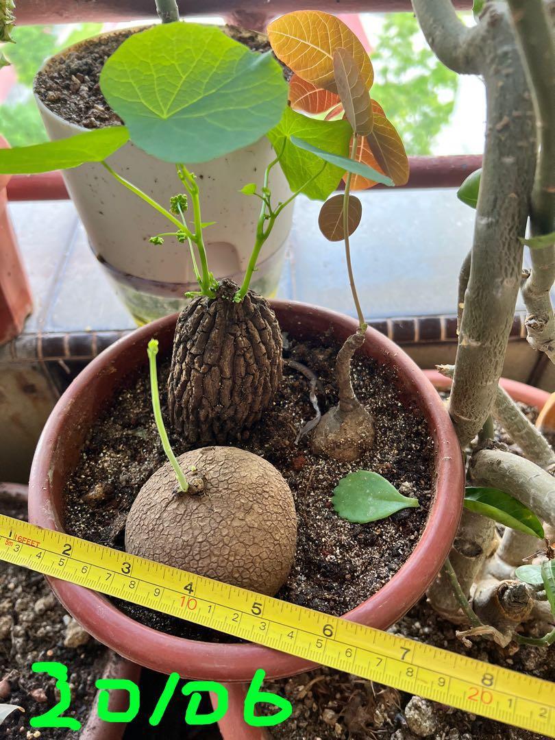 Stephania nova 3 different types in a pot, Furniture & Home Living ...