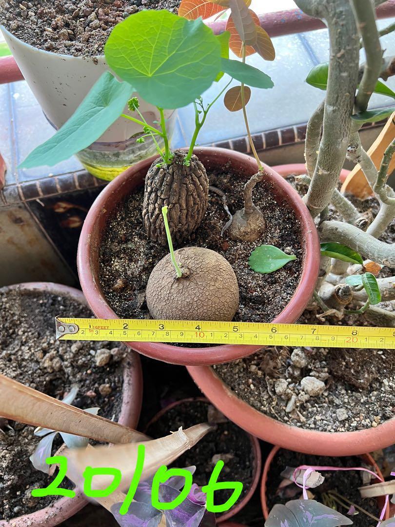 Stephania nova 3 different types in a pot, Furniture & Home Living ...