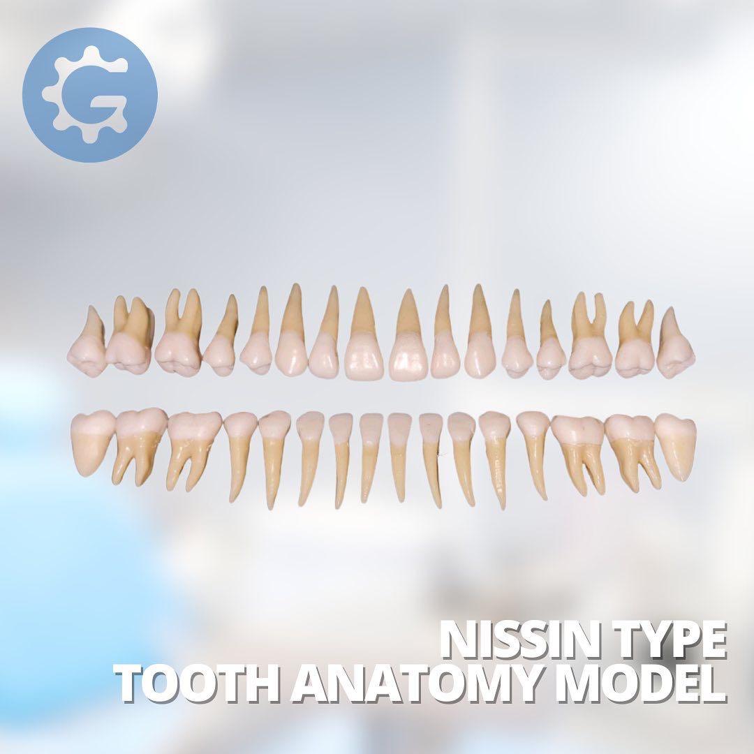 Tooth anatomy model, Beauty & Personal Care, Oral Care on Carousell