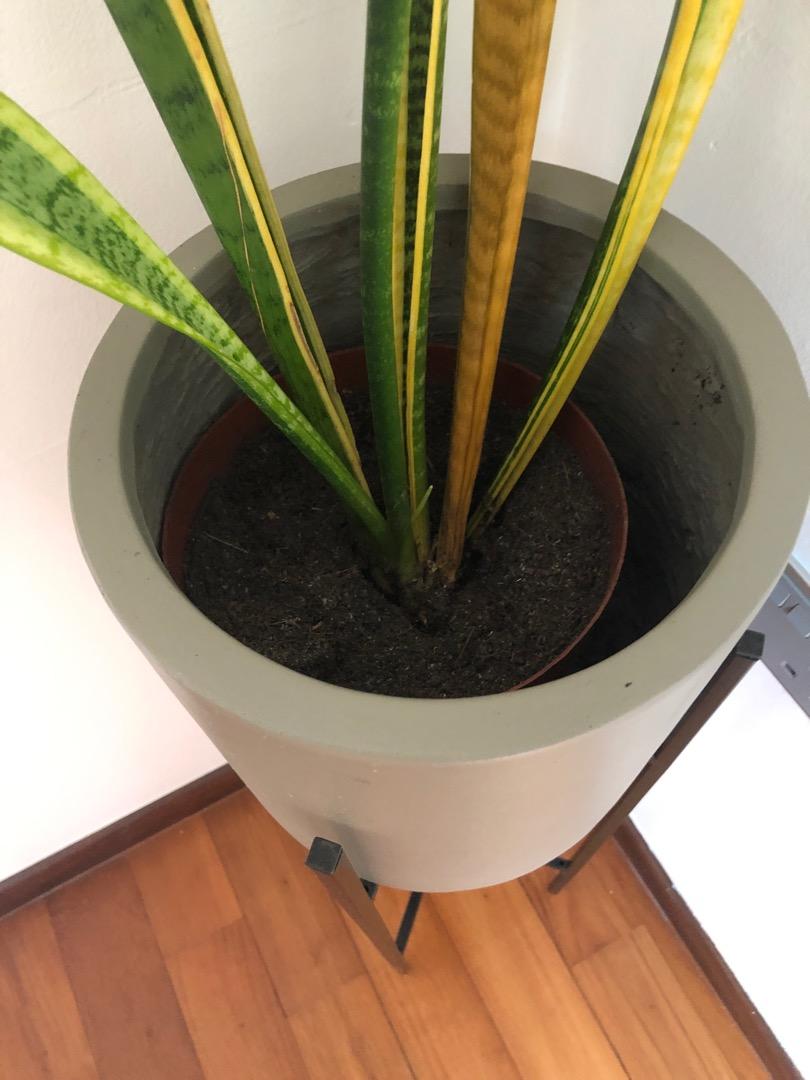 Tumbleweed Standing Planter, Furniture & Home Living, Gardening, Pots ...