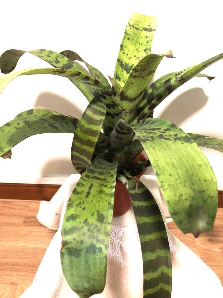 Bromeliads-Vriesea Splendens, Furniture & Home Living, Gardening ...