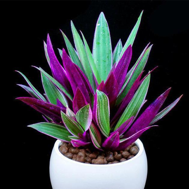 紫露蘭 / 紫萬年青 / 吊竹梅 / 吊竹草 / 水龜草 / Purple Inch plant / Wandering Jew ...