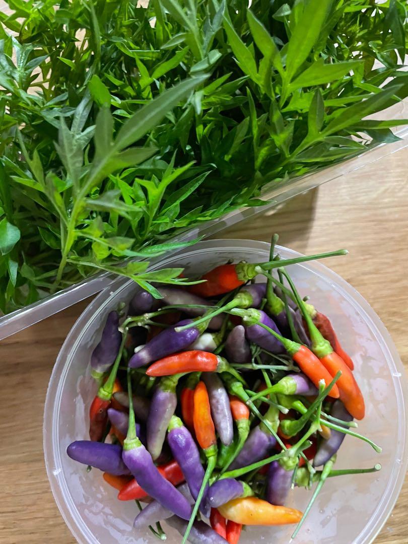 Anak pokok cili purple ~ Purple chilli plant, Furniture & Home Living ...