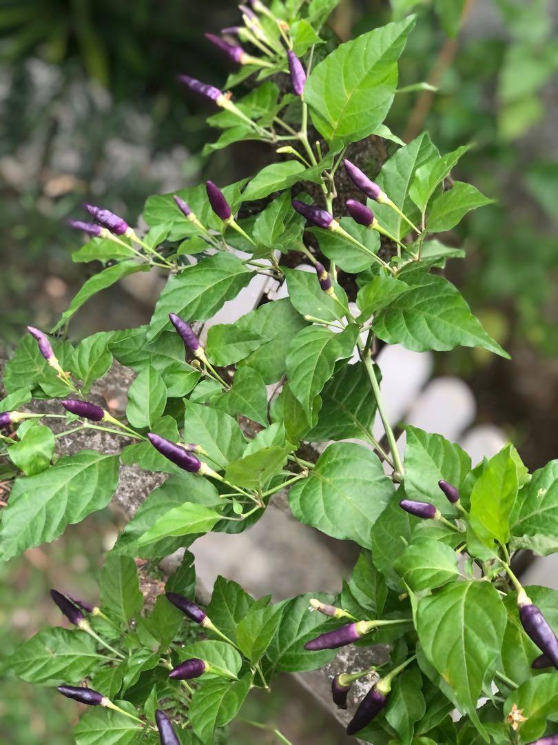Anak pokok cili purple ~ Purple chilli plant, Furniture & Home Living ...