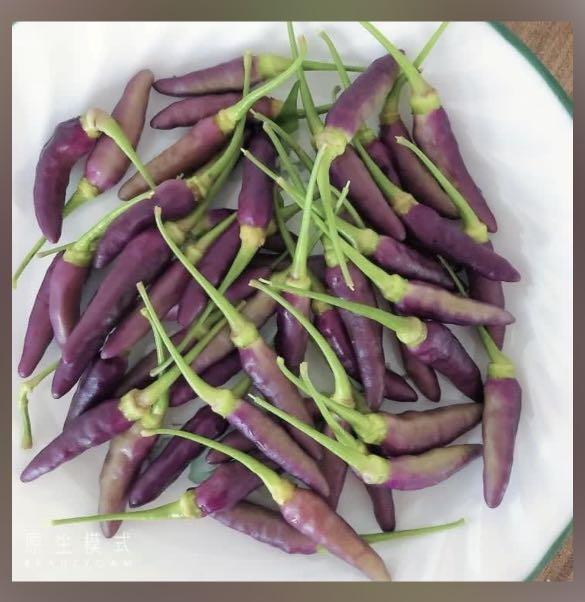 Anak pokok cili purple ~ Purple chilli plant, Furniture & Home Living ...