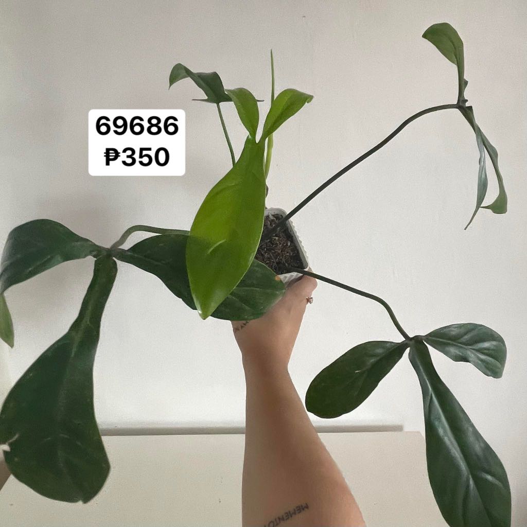 Philodendron 69686, Furniture & Home Living, Gardening, Plants & Seeds ...