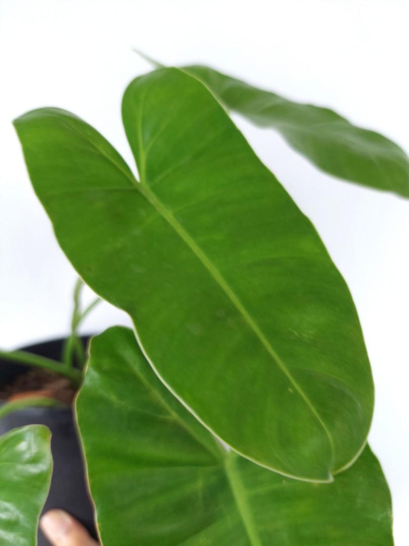 Philodendron Burle Marx, Furniture & Home Living, Gardening, Plants ...