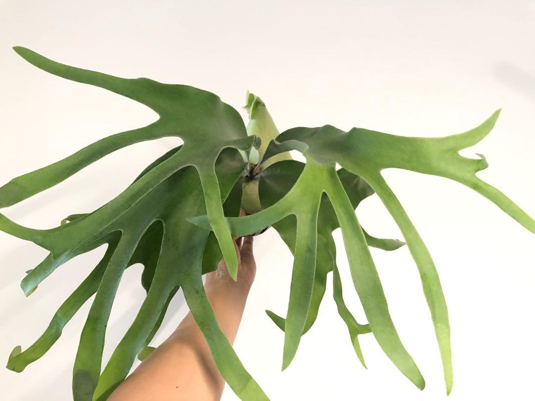 Platycerium Pegasus (Large), Furniture & Home Living, Gardening, Plants & Seeds on Carousell