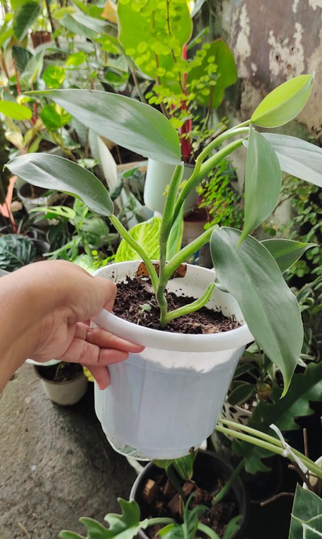 Silver Sword Philo, Furniture & Home Living, Gardening, Plants & Seeds ...