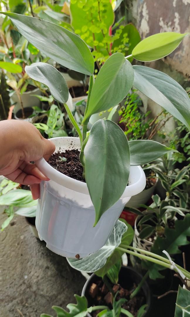 Silver Sword Philo, Furniture & Home Living, Gardening, Plants & Seeds ...