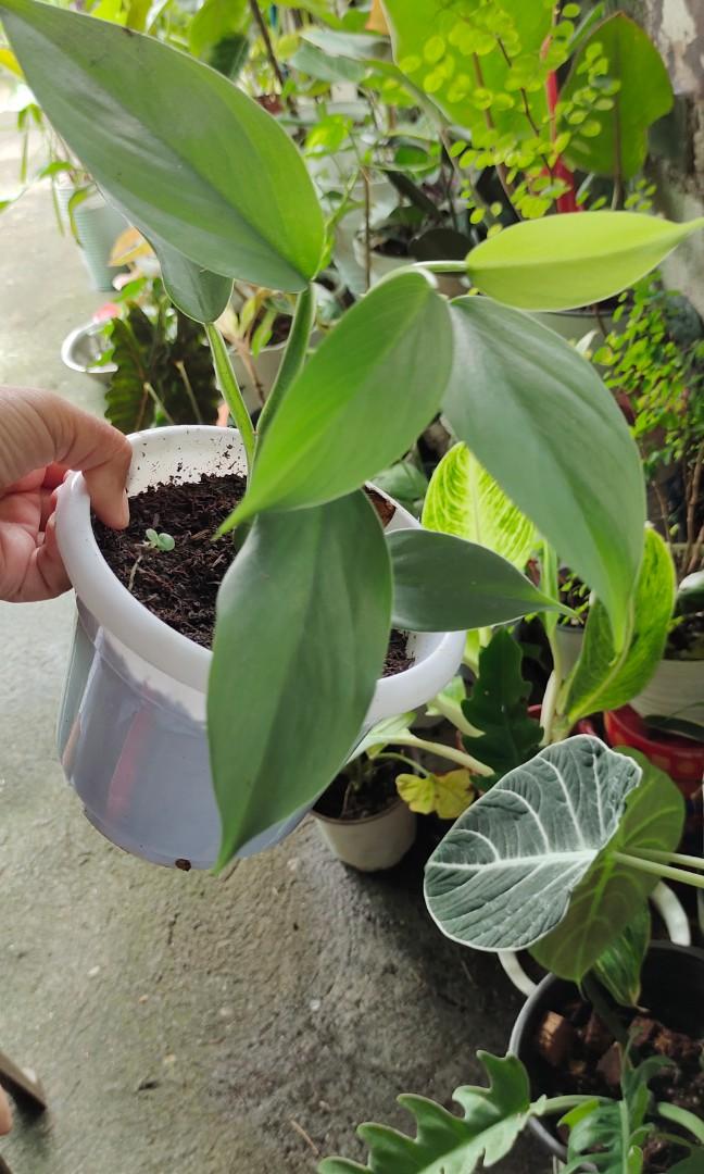 Silver Sword Philo, Furniture & Home Living, Gardening, Plants & Seeds ...