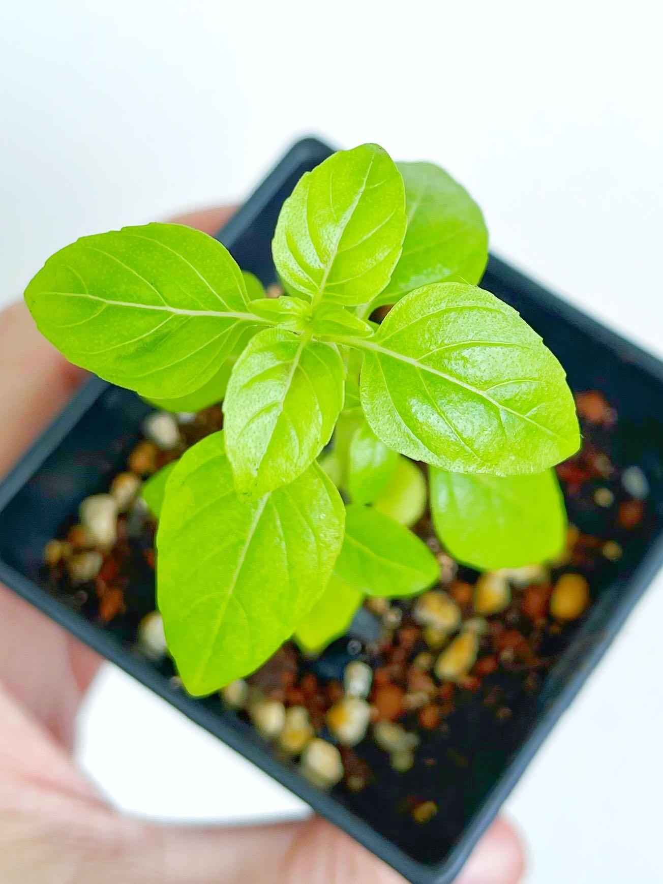 Thai Basil Seedlings, Furniture & Home Living, Gardening, Plants ...