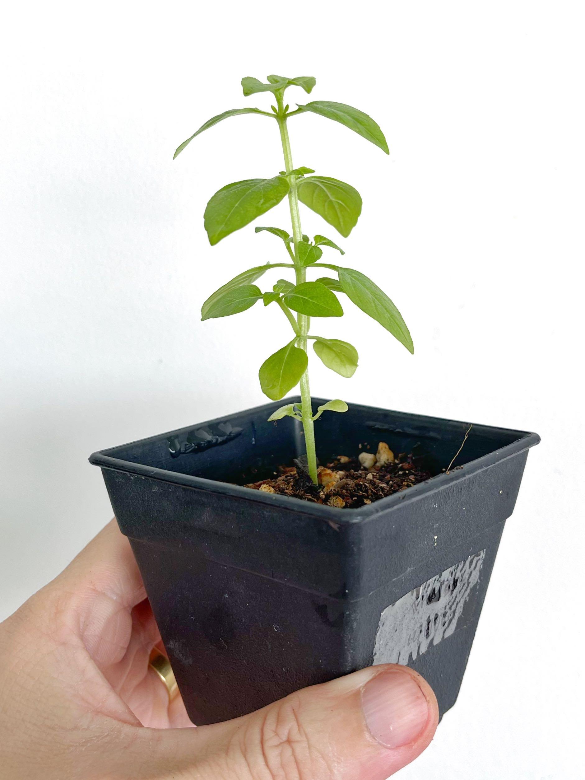 Thai Basil Seedlings, Furniture & Home Living, Gardening, Plants ...