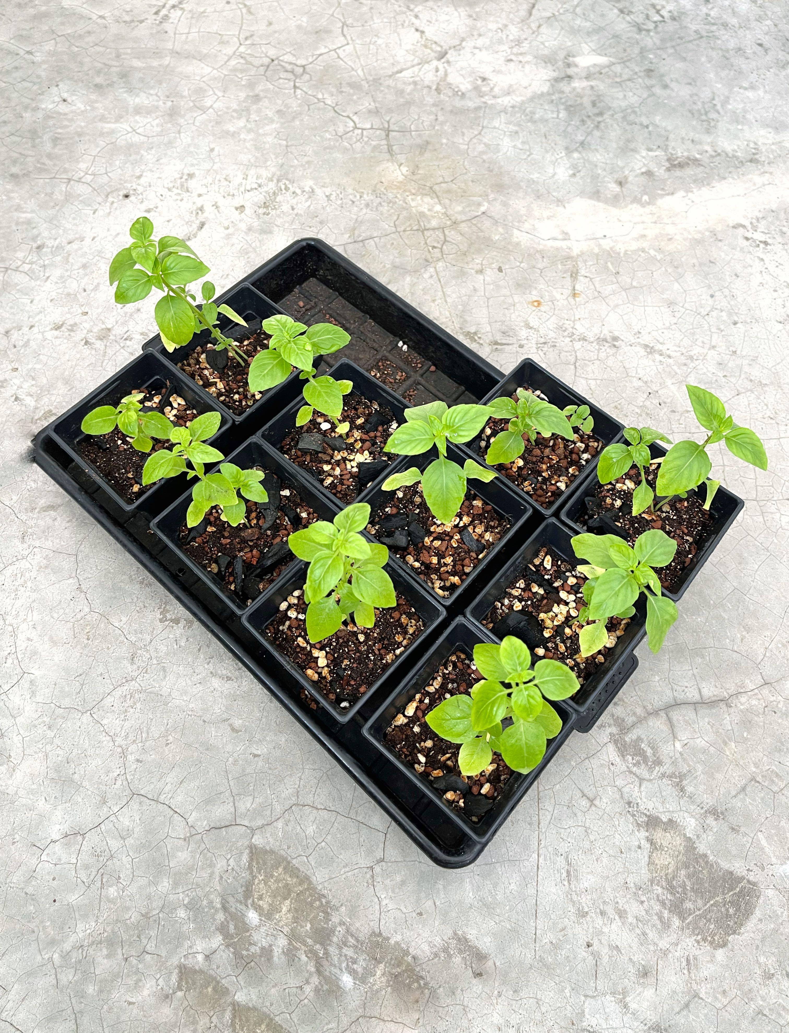 Thai Basil Seedlings, Furniture & Home Living, Gardening, Plants ...