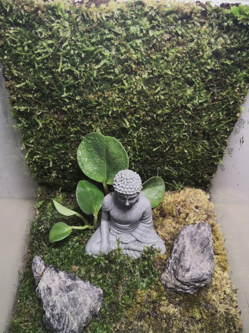 Yin Yang Zen Terrarium, Furniture & Home Living, Gardening, Plants ...