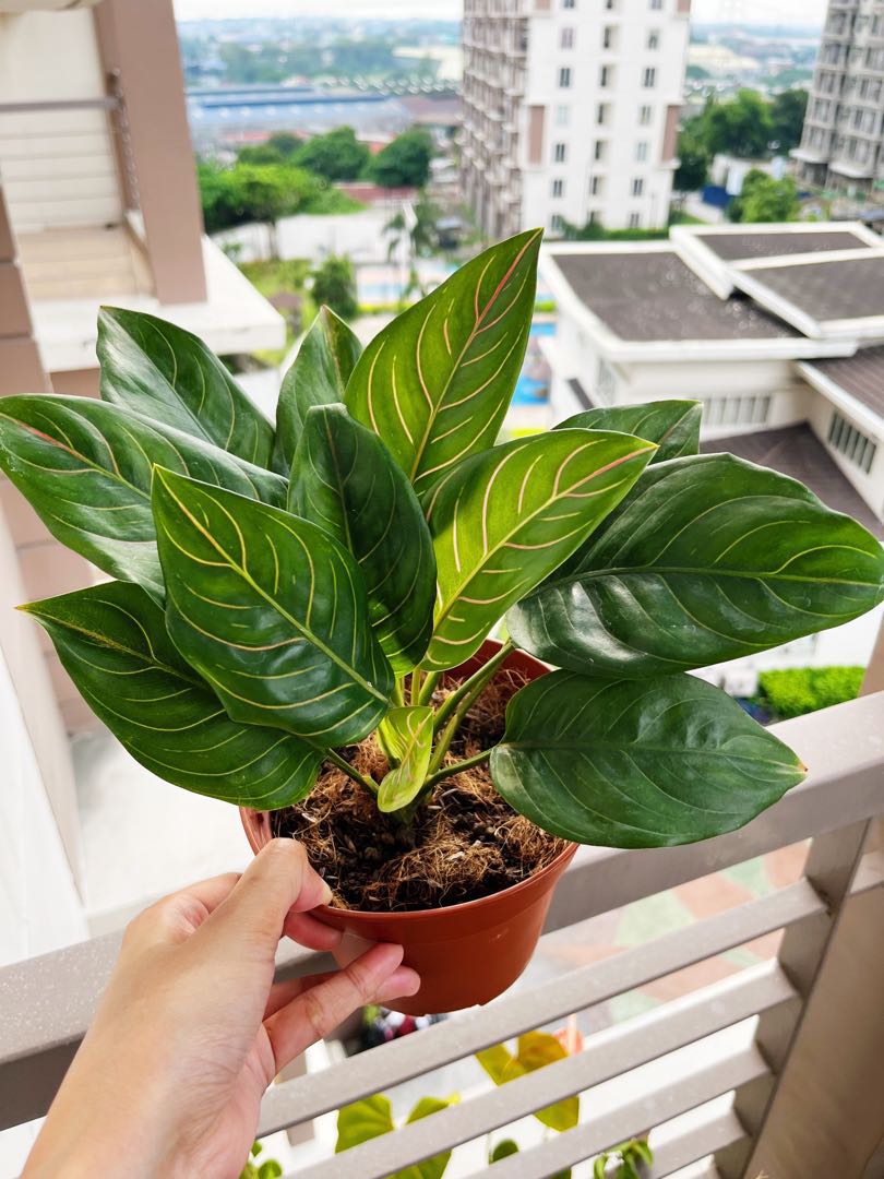 Aglaonema Rotundum Tiger in Brown Plastic Pot (Actual plant photo ...