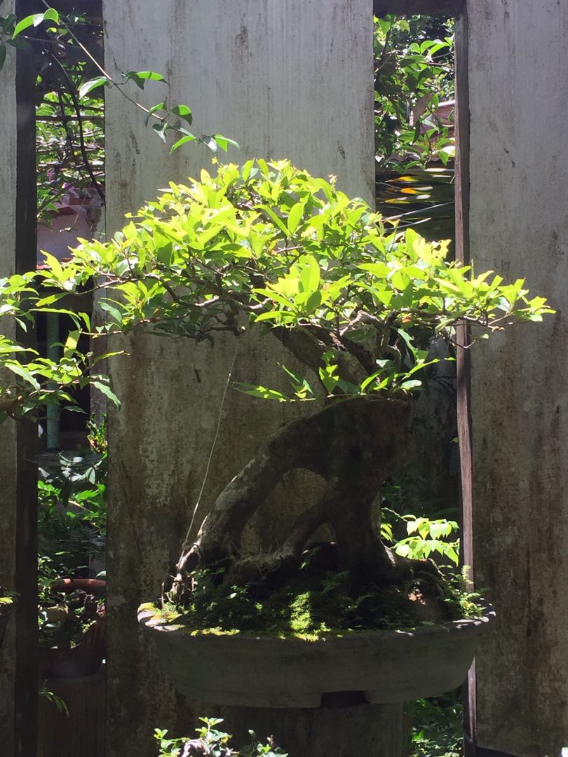 Bonsai (Bignay pugo), Furniture & Home Living, Gardening, Plants ...