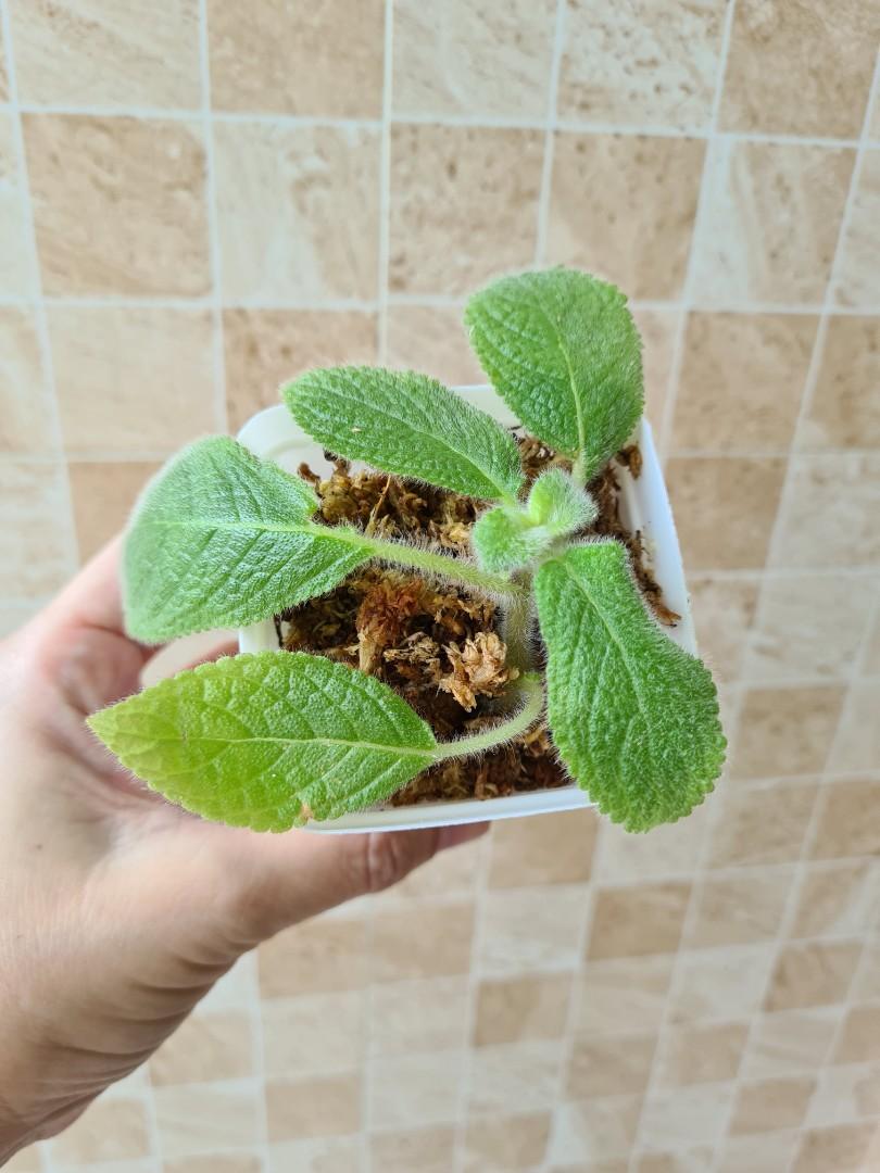 Episcia blue heaven, Furniture & Home Living, Gardening, Plants & Seeds ...