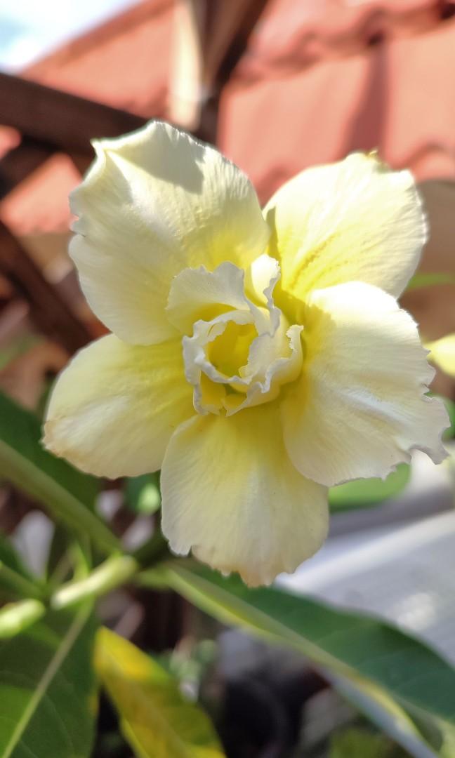 Thai Yellow adenium ID SG69 with large flowers, Furniture & Home Living ...