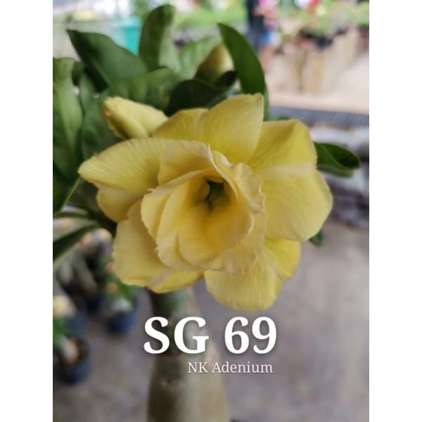 Thai Yellow adenium ID SG69 with large flowers, Furniture & Home Living ...