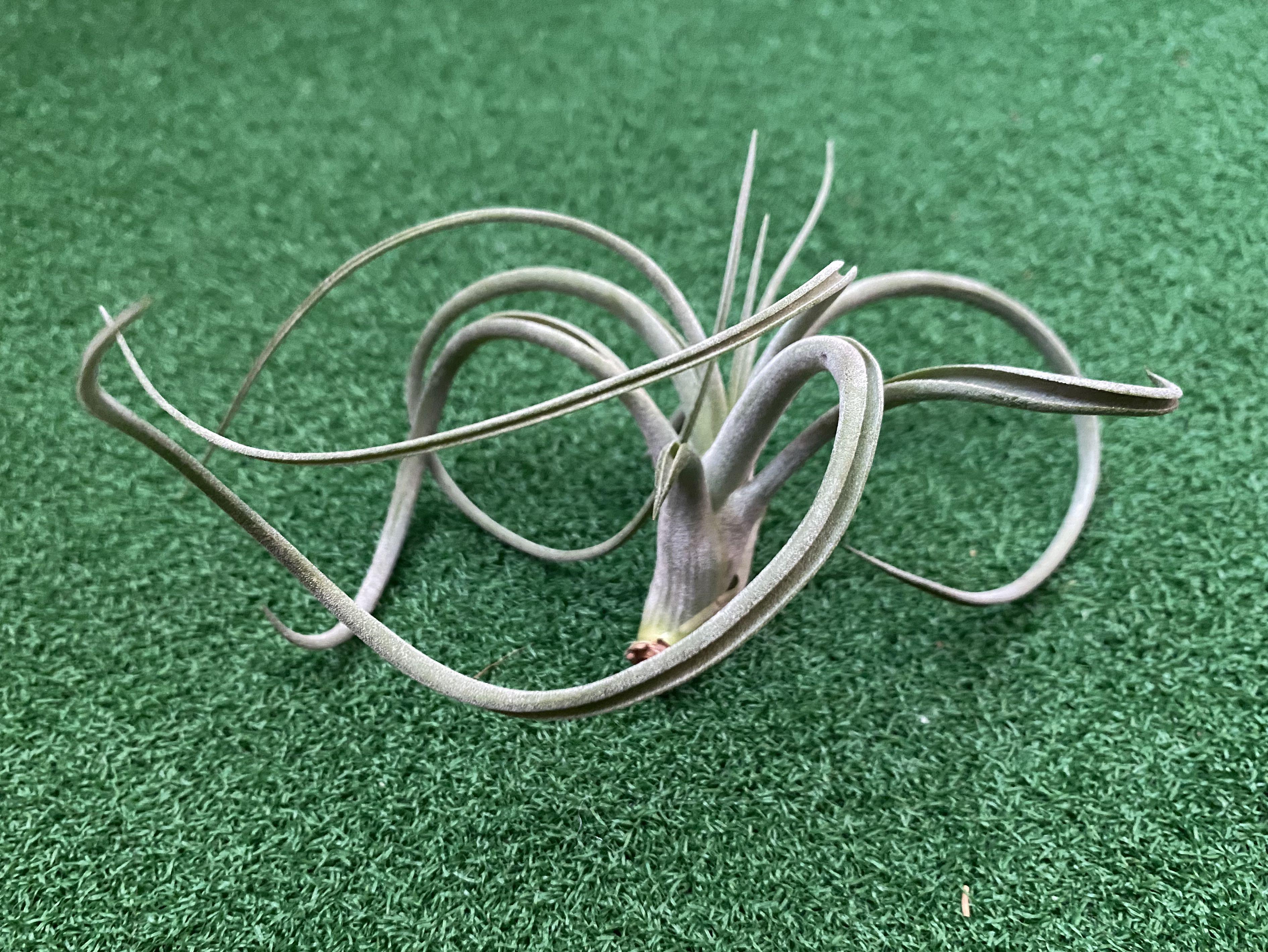 Tillandsia Sunset Glow (caput-medusae x brachycaulos), Furniture & Home ...