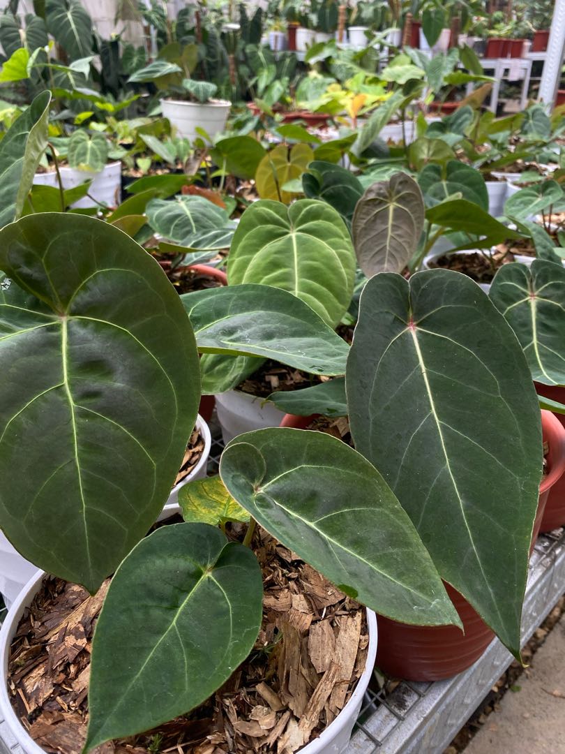 Anthurium hybrid, Furniture & Home Living, Gardening, Plants & Seeds on ...