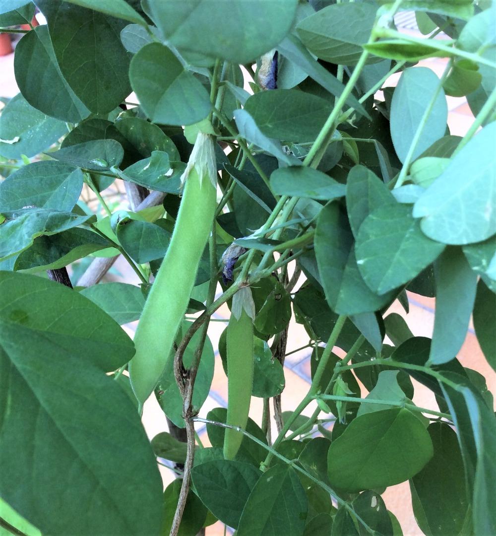 Blue Pea Flower Plant (Butterfly Pea, Bunga Telang, Clitoria ternatea ...