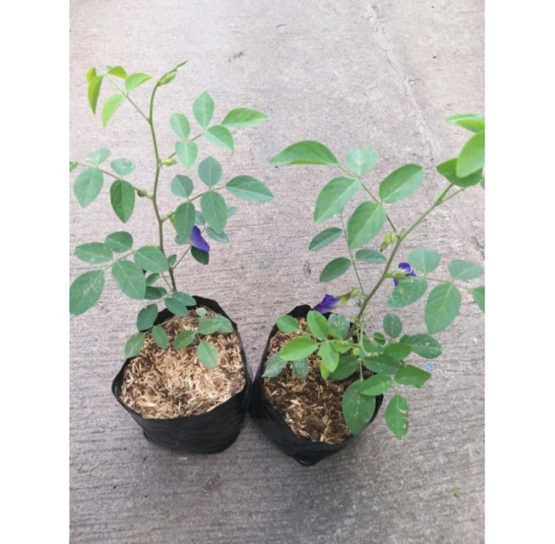 Blue Ternate / Butterfly pea live plant full grown and flowering ...
