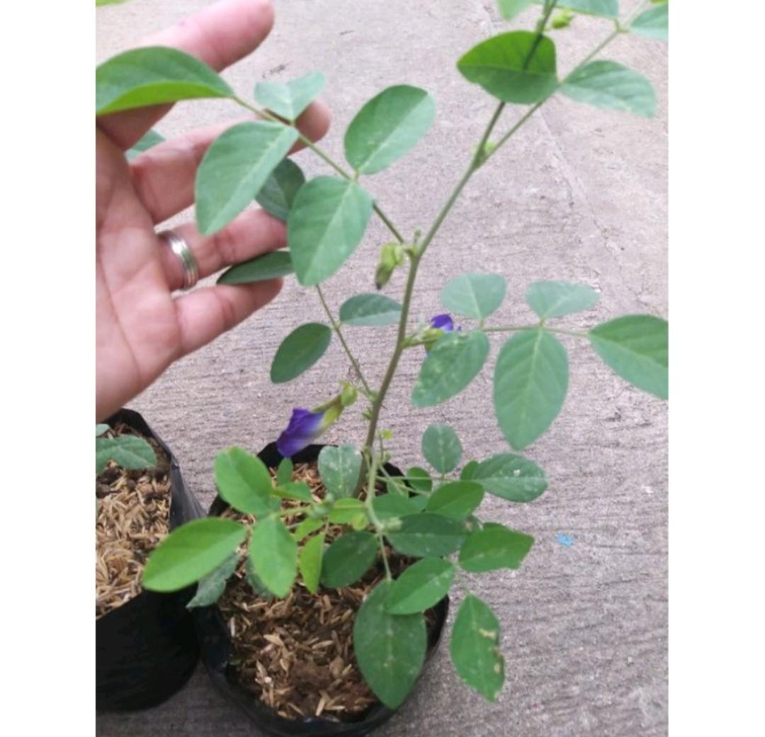 Blue Ternate / Butterfly pea live plant full grown and flowering ...