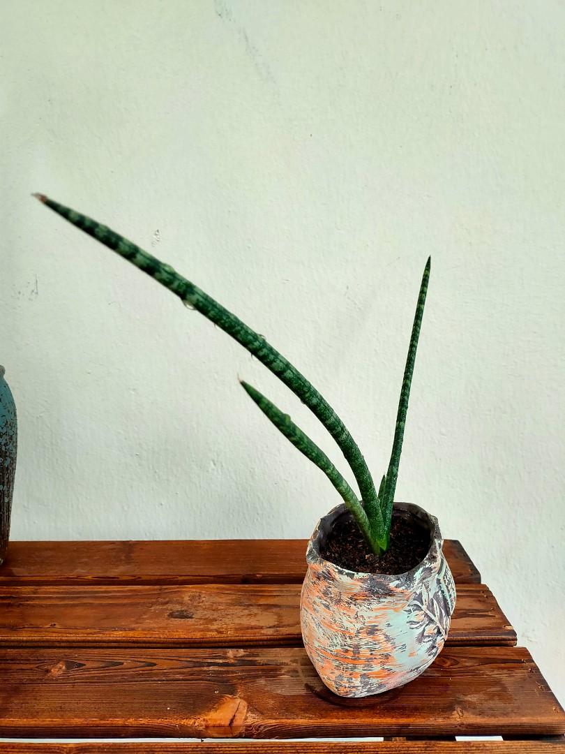 Cylindrical snake plant, Furniture & Home Living, Gardening, Plants ...
