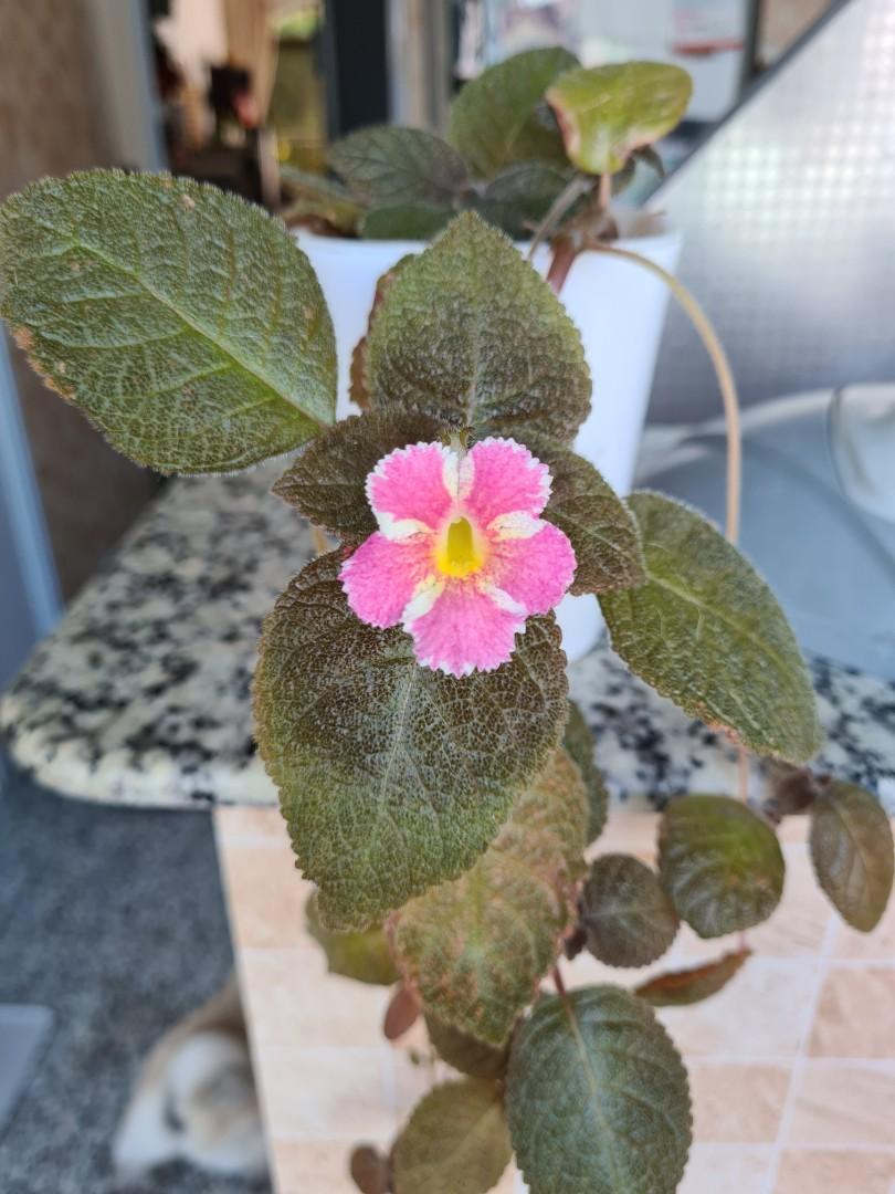 Episcia SOB, Furniture & Home Living, Gardening, Plants & Seeds on ...