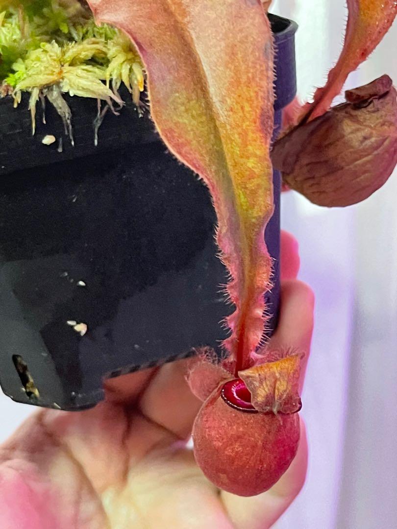 Nepenthes winged complex hybrid (seed grown), Furniture & Home Living ...