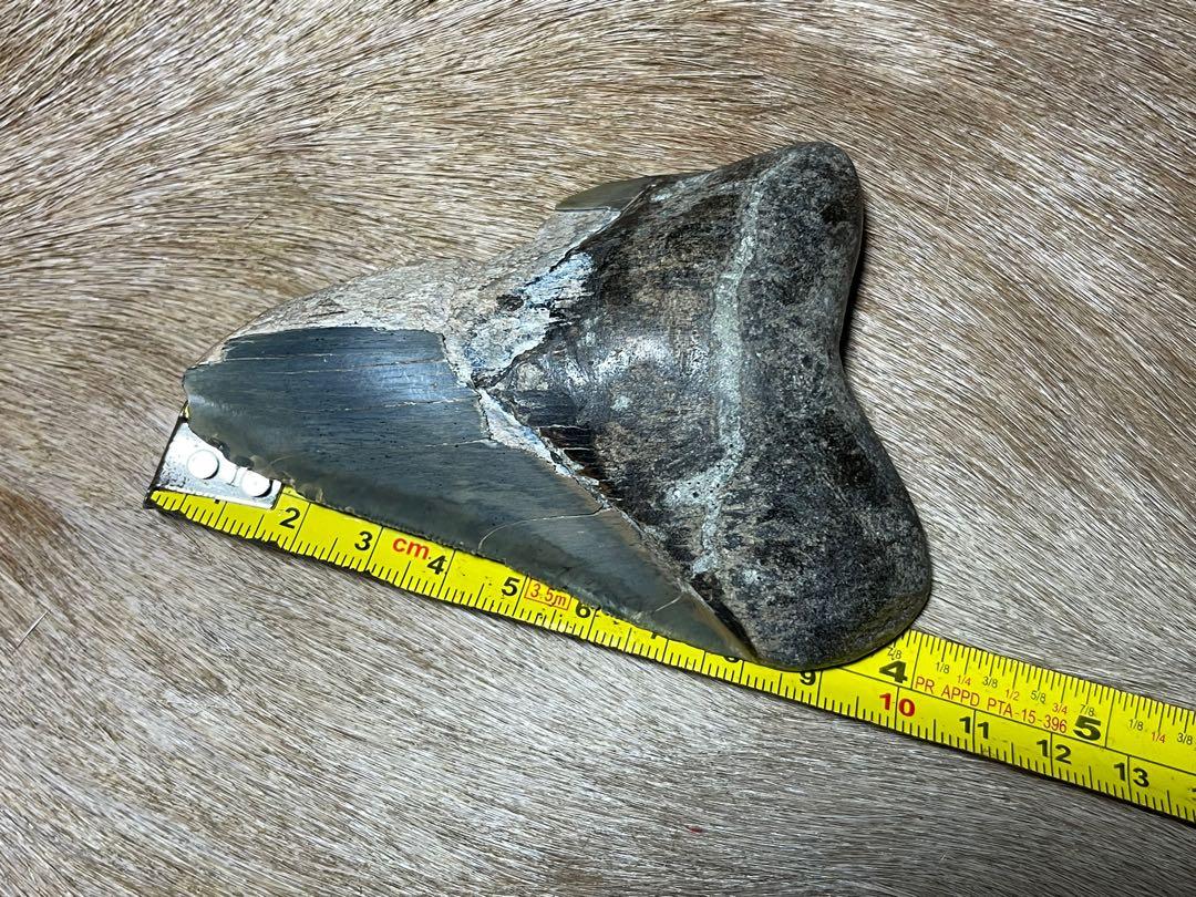 Opal, Megalodon tooth fossil, garnet, Women's Fashion, Jewelry ...