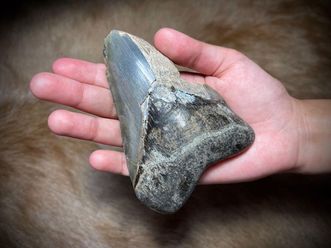 Opal, Megalodon tooth fossil, garnet, Women's Fashion, Jewelry ...