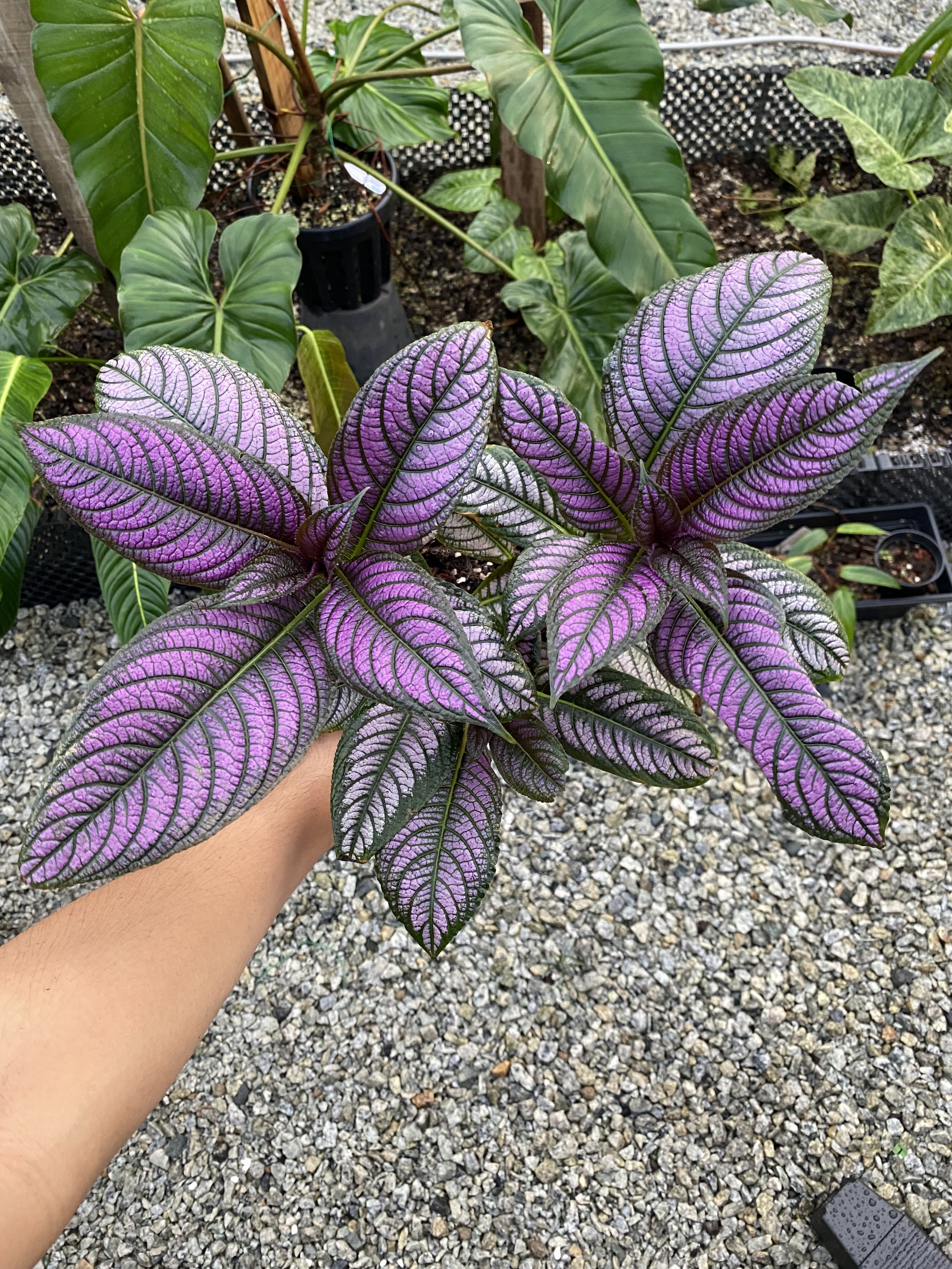 Persian Shield (Lush Pot), Furniture & Home Living, Gardening, Plants ...