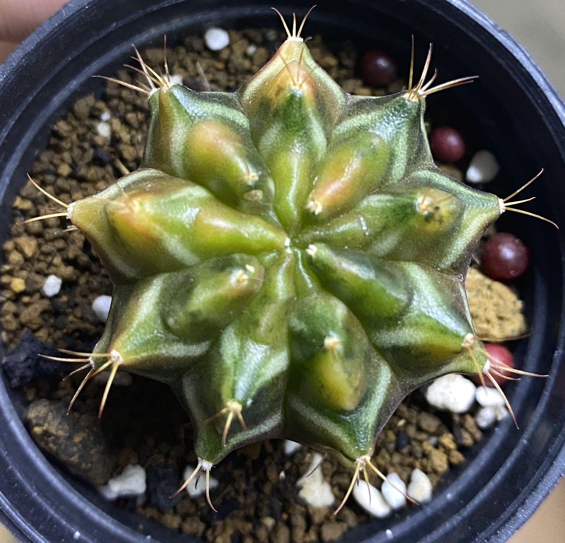 Sepia colour gymnocalycium, Furniture & Home Living, Gardening, Plants ...