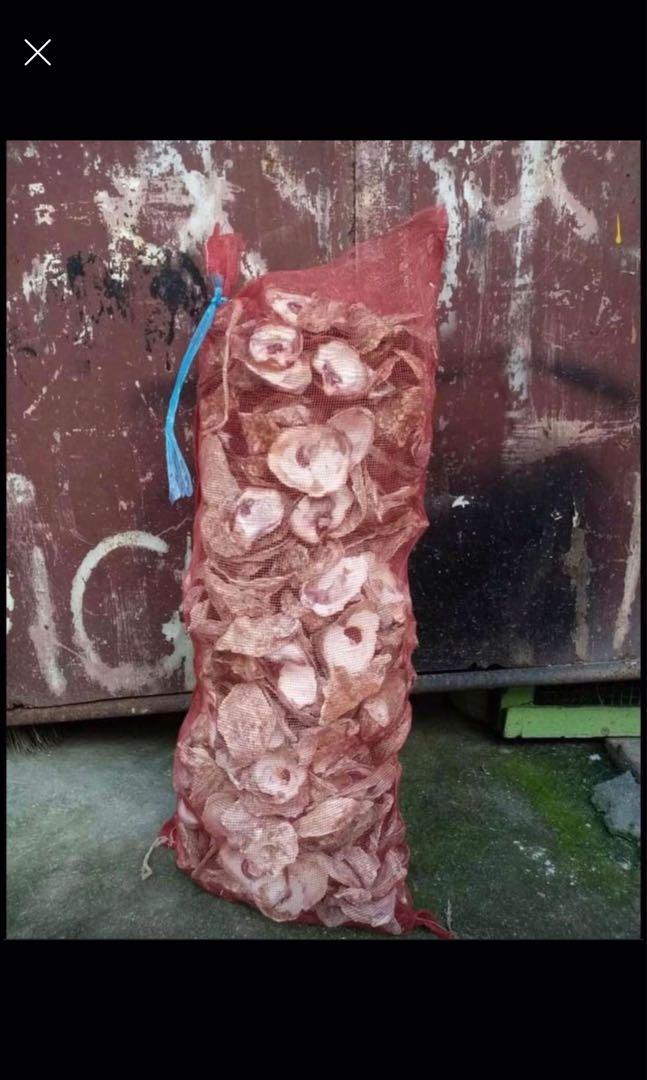 Shell of talaba for pond and aquarium, Pet Supplies, Homes & Other Pet ...