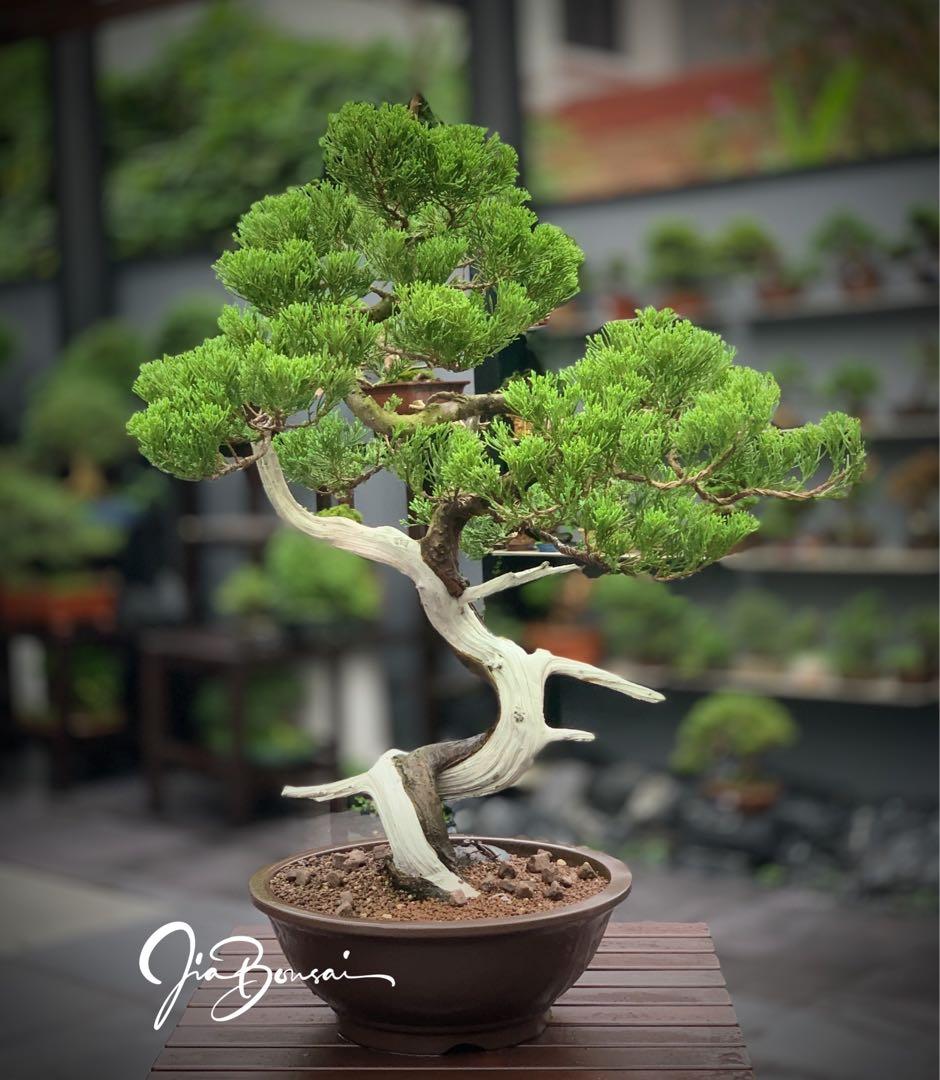 Taiwanese Juniperus Bonsai, Furniture & Home Living, Gardening, Plants ...