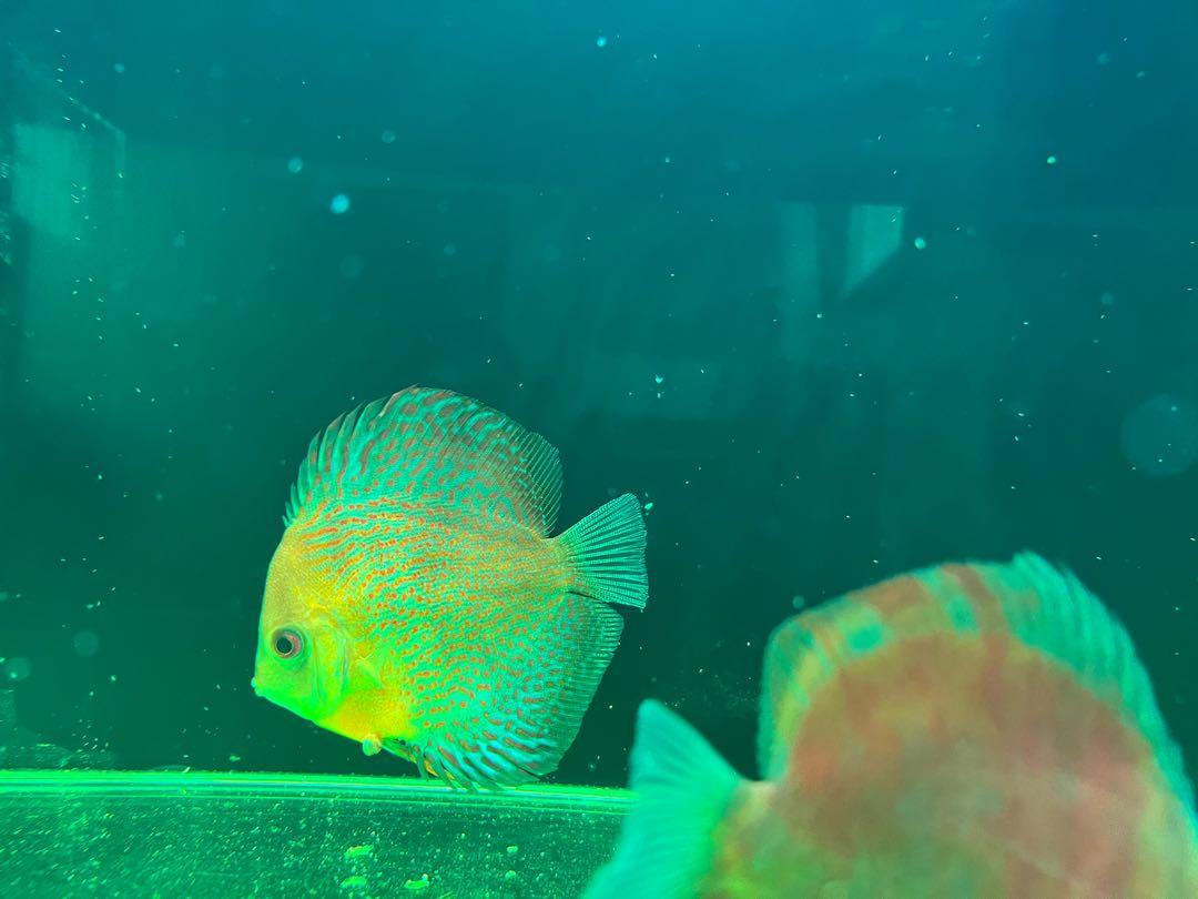 2 feet Fish Tank and modified filter box, Pet Supplies, Homes & Other ...