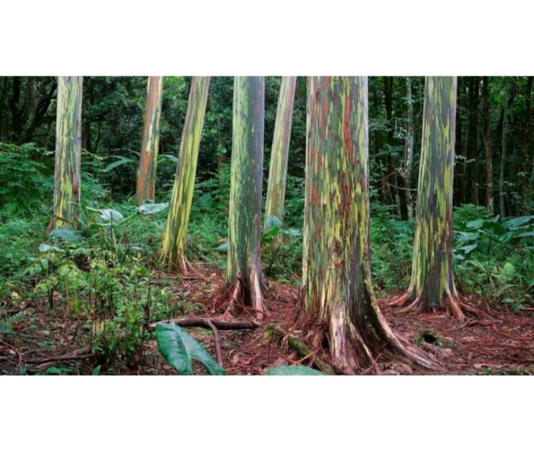 Bagras Rainbow Eucalyptus tree/ Eucalyptus deglupta, Furniture & Home ...