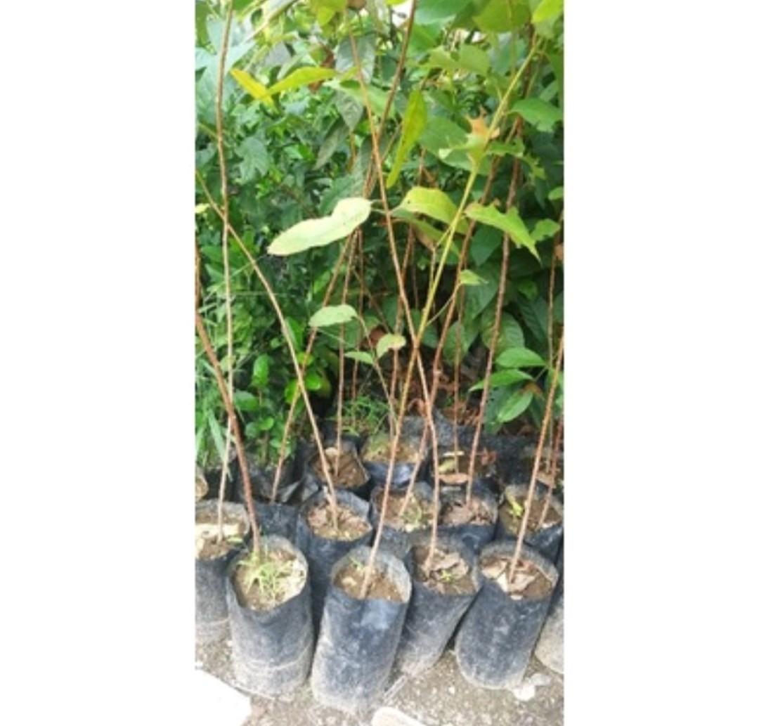 Bagras Rainbow Eucalyptus tree/ Eucalyptus deglupta, Furniture & Home ...