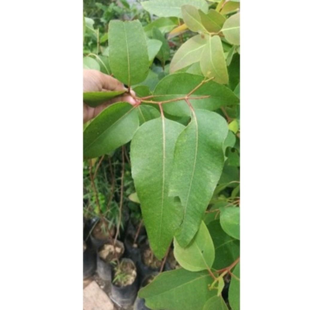 Bagras Rainbow Eucalyptus tree/ Eucalyptus deglupta, Furniture & Home ...