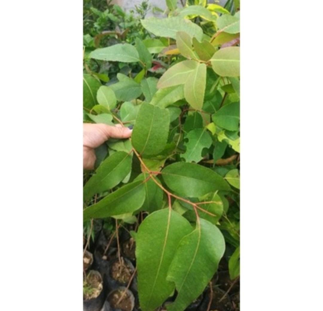 Bagras Rainbow Eucalyptus tree/ Eucalyptus deglupta, Furniture & Home ...