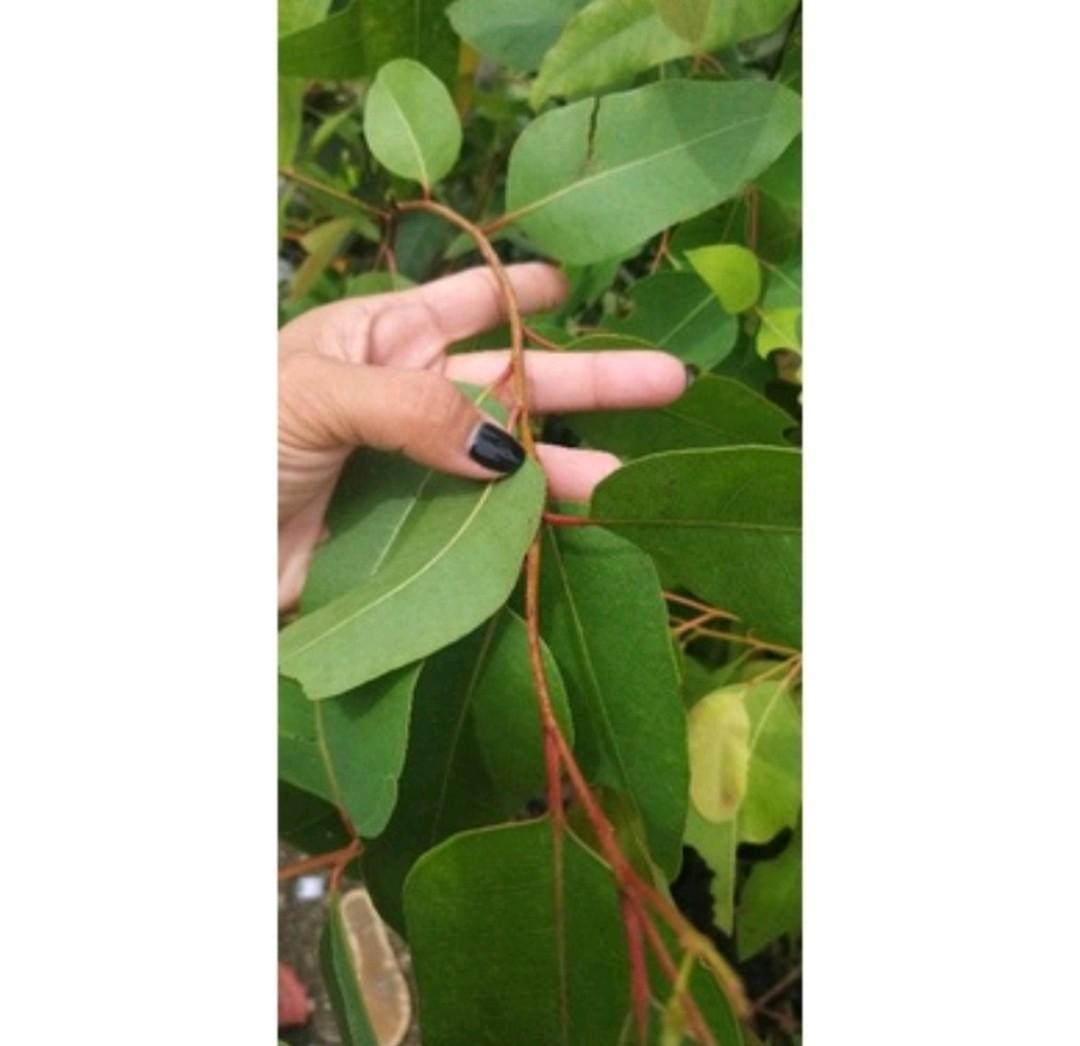 Bagras Rainbow Eucalyptus tree/ Eucalyptus deglupta, Furniture & Home ...