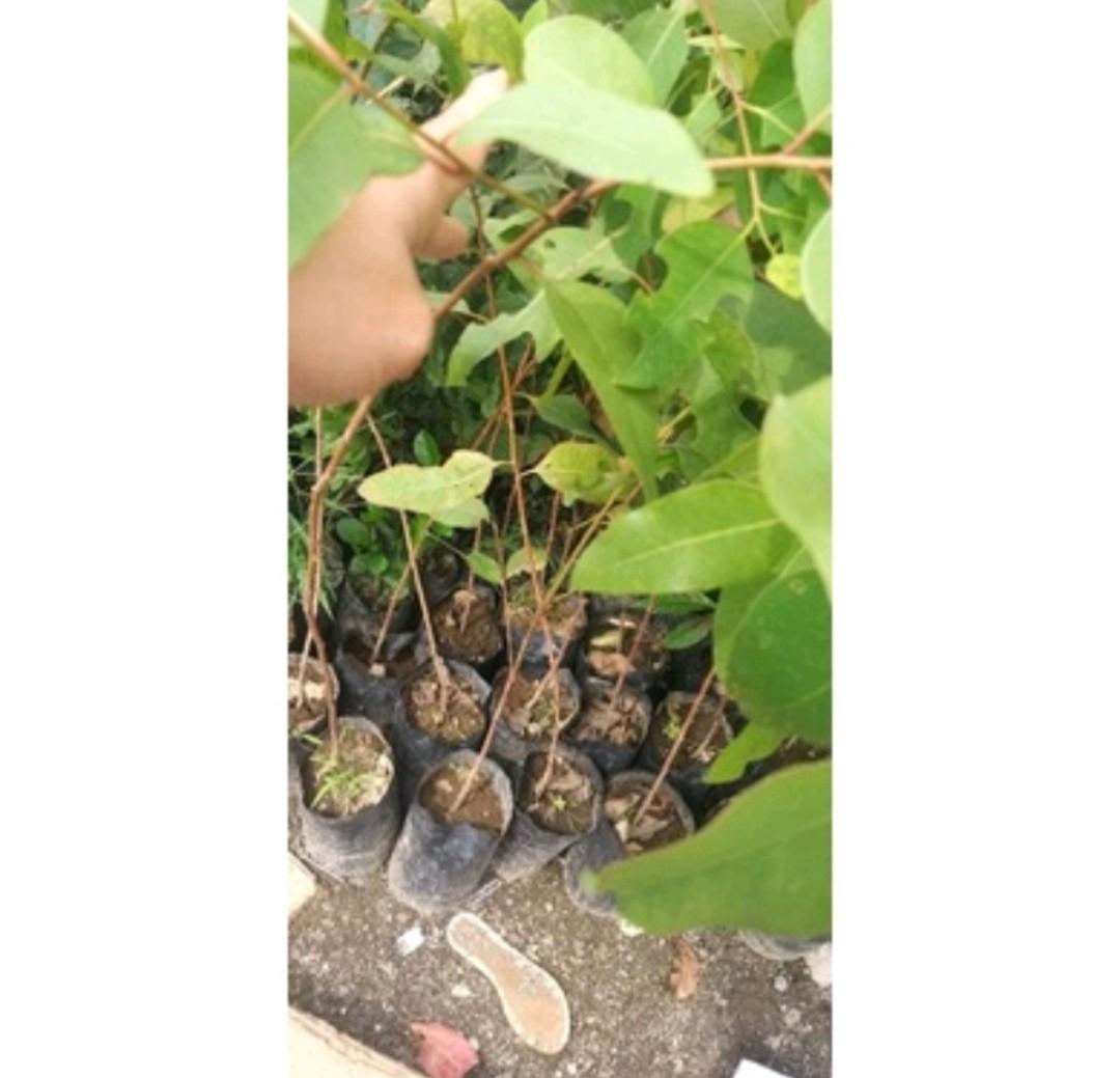 Bagras Rainbow Eucalyptus tree/ Eucalyptus deglupta, Furniture & Home ...