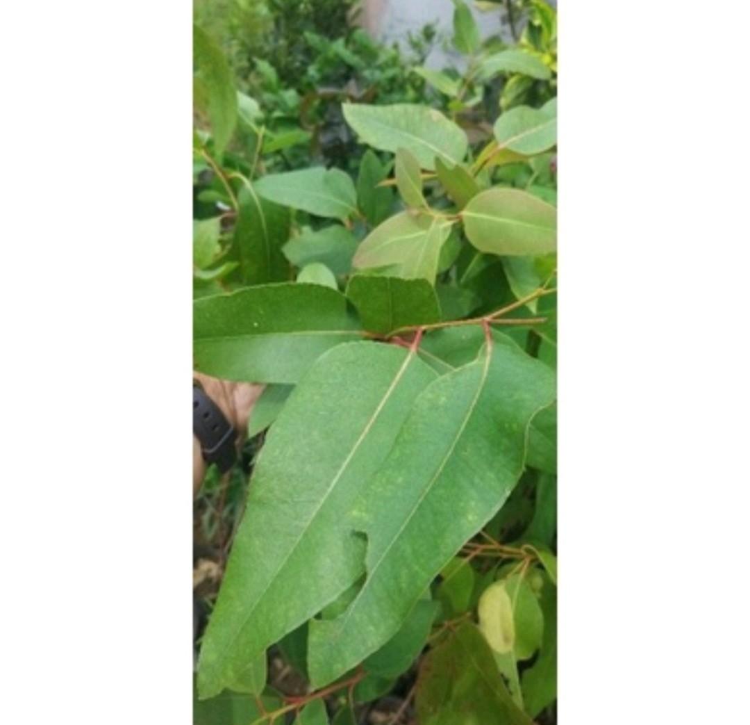 Bagras Rainbow Eucalyptus tree/ Eucalyptus deglupta, Furniture & Home ...