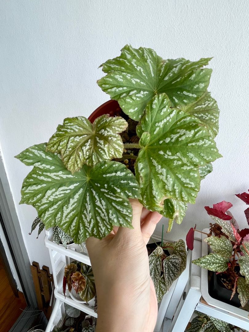Begonia Cool Breeze Glacier, Furniture & Home Living, Gardening, Plants ...
